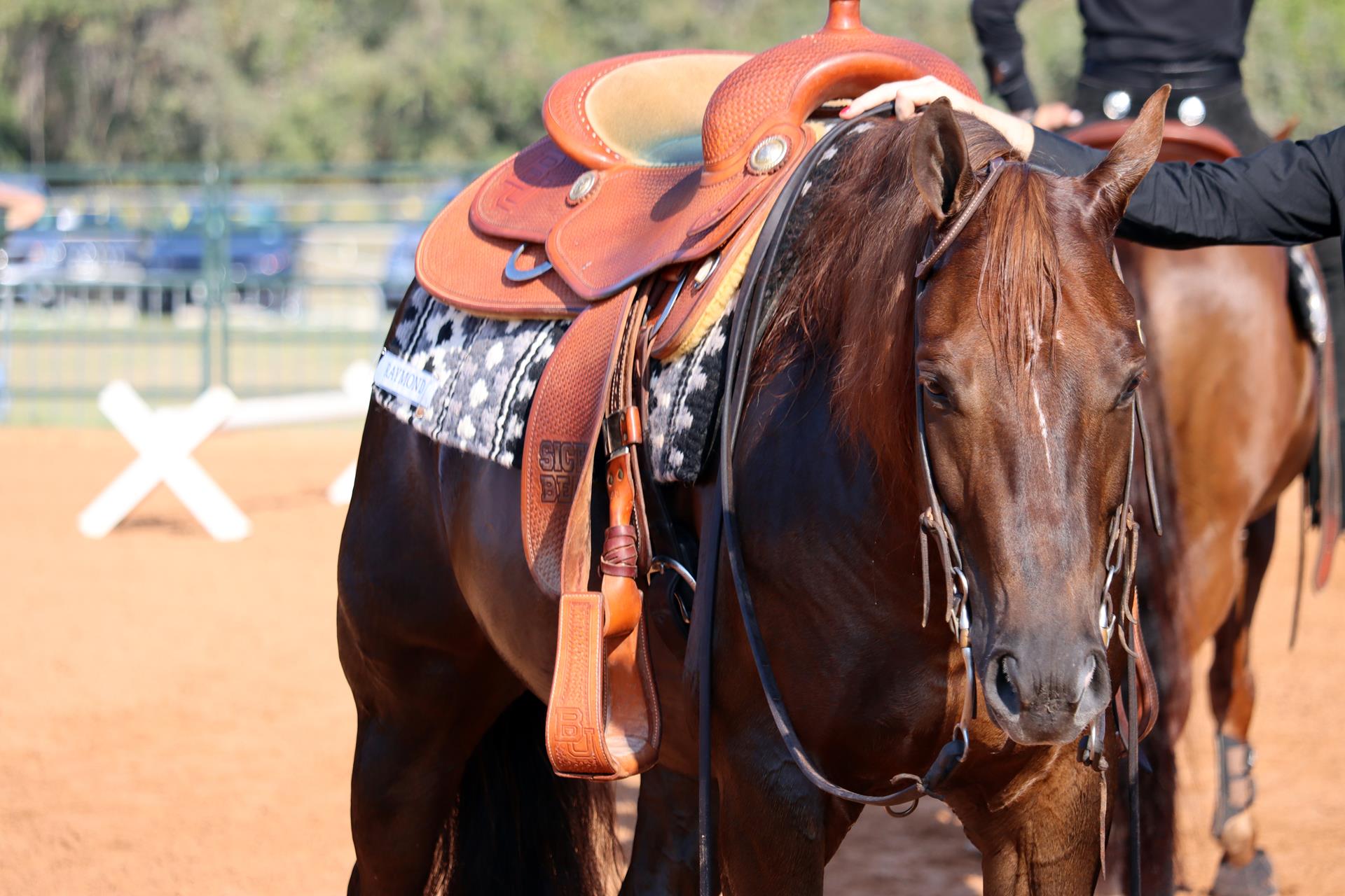 NCEA announces 2019-20 top 10 horses - National Collegiate Equestrian ...