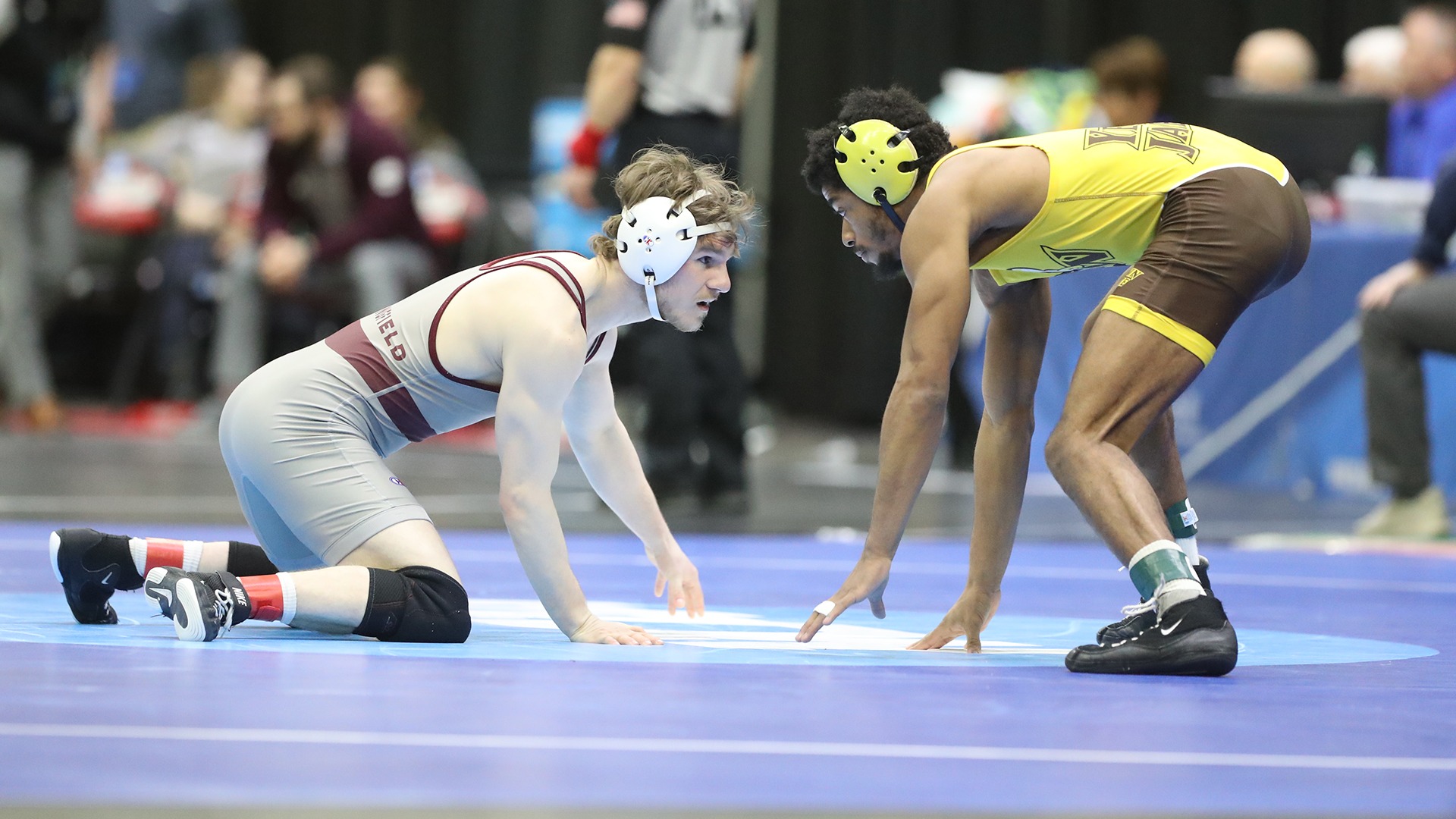 Gianni Manginelli - 2023-24 - Wrestling - Springfield College